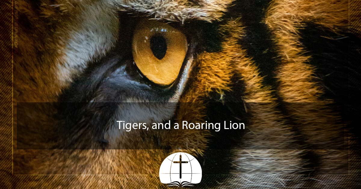 Tigers, and a Roaring Lion | Brackenhurst Baptist Church